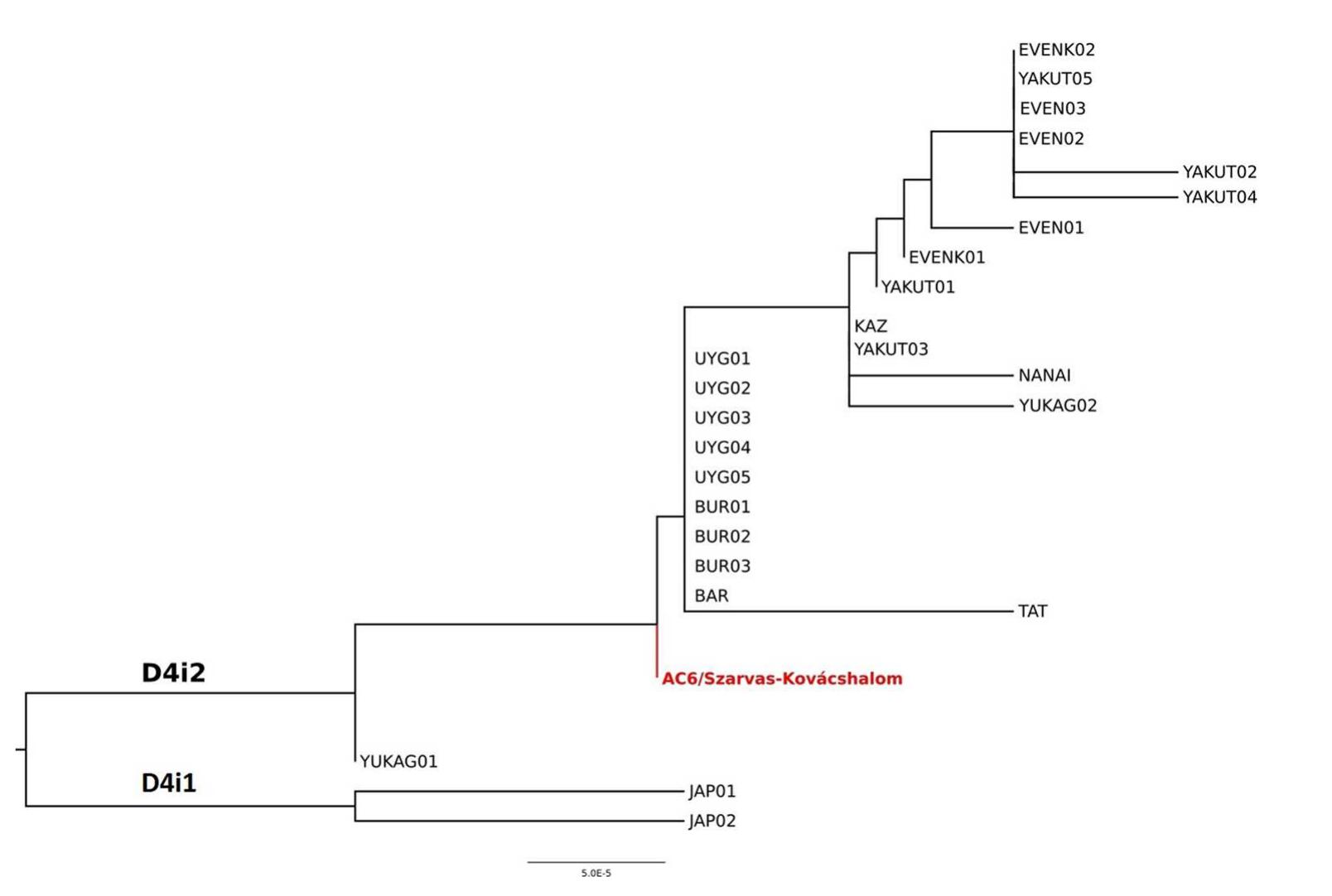 Phylogenetic tree of d4i2 sub-haplogroup. phylogenetic tree
