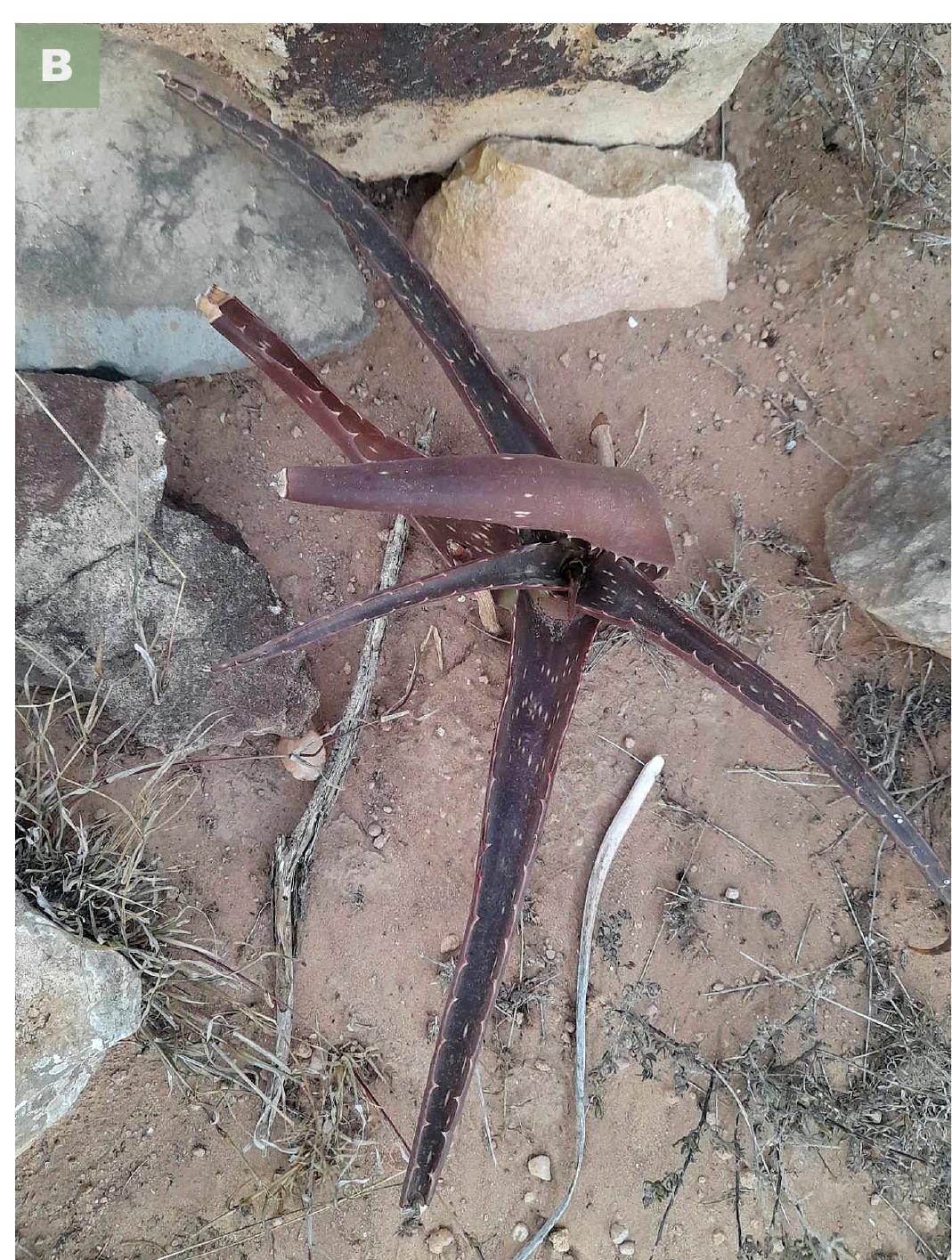 Ay fig. 7 comparison between a young a. kaysei growing under