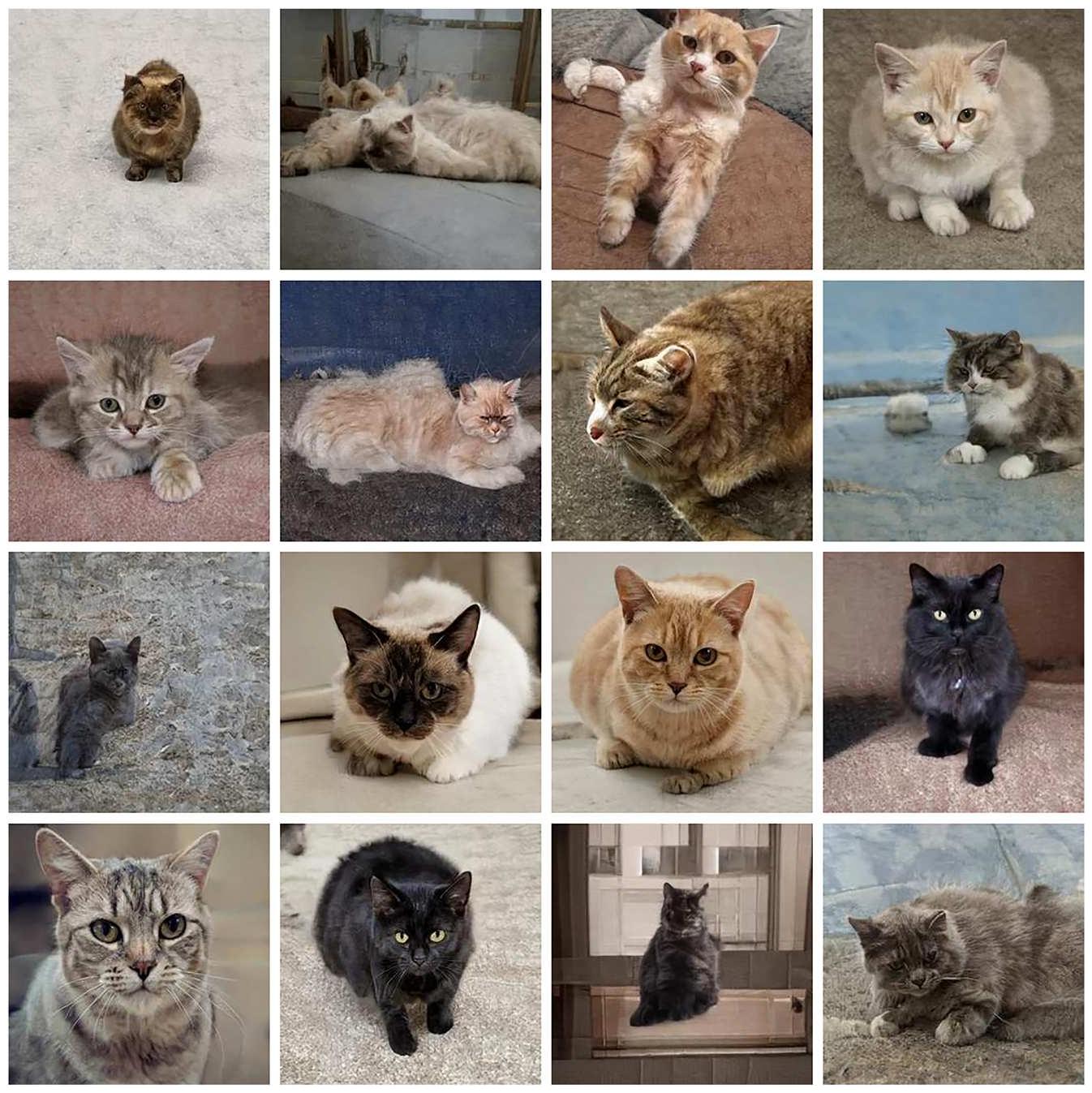 Figure 1 - Computer Creates a Cat: Sign Formation,