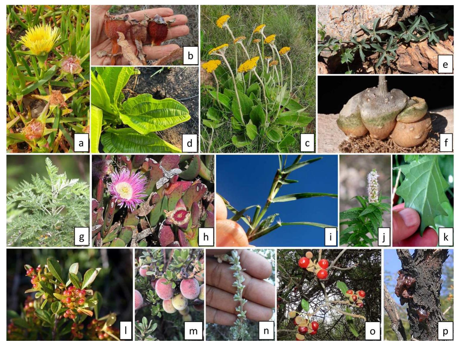 Figure 4 - from Revisiting the current phyto-scape of