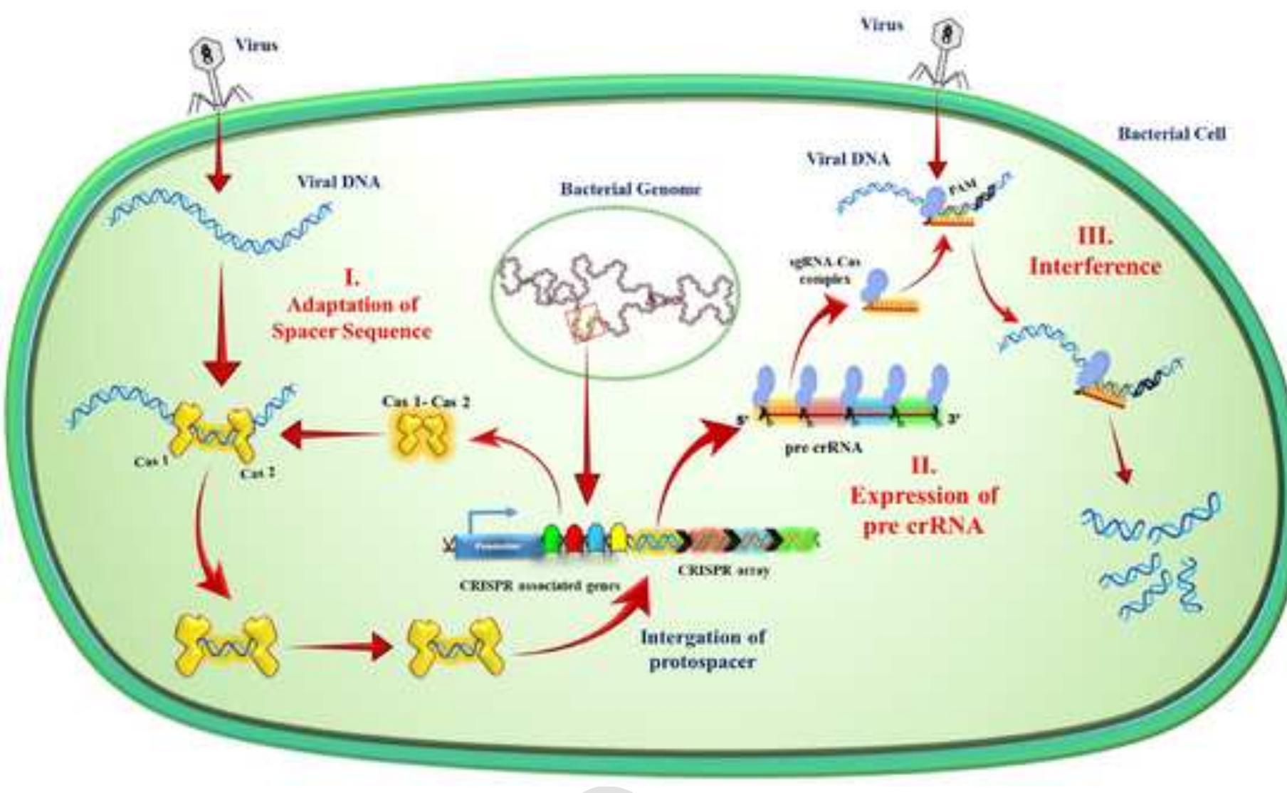 Entry of viral genetic material in cell and crispr-cas
