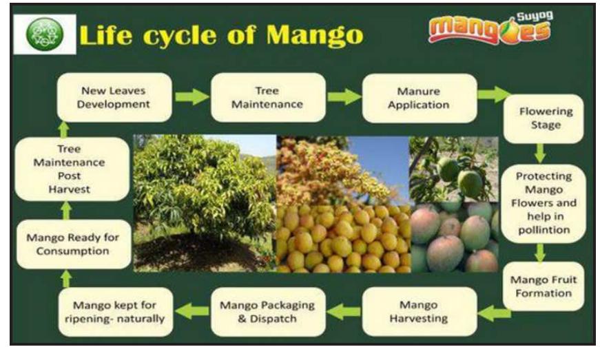 Illustration 1. the life cycle of the mango in durban indian