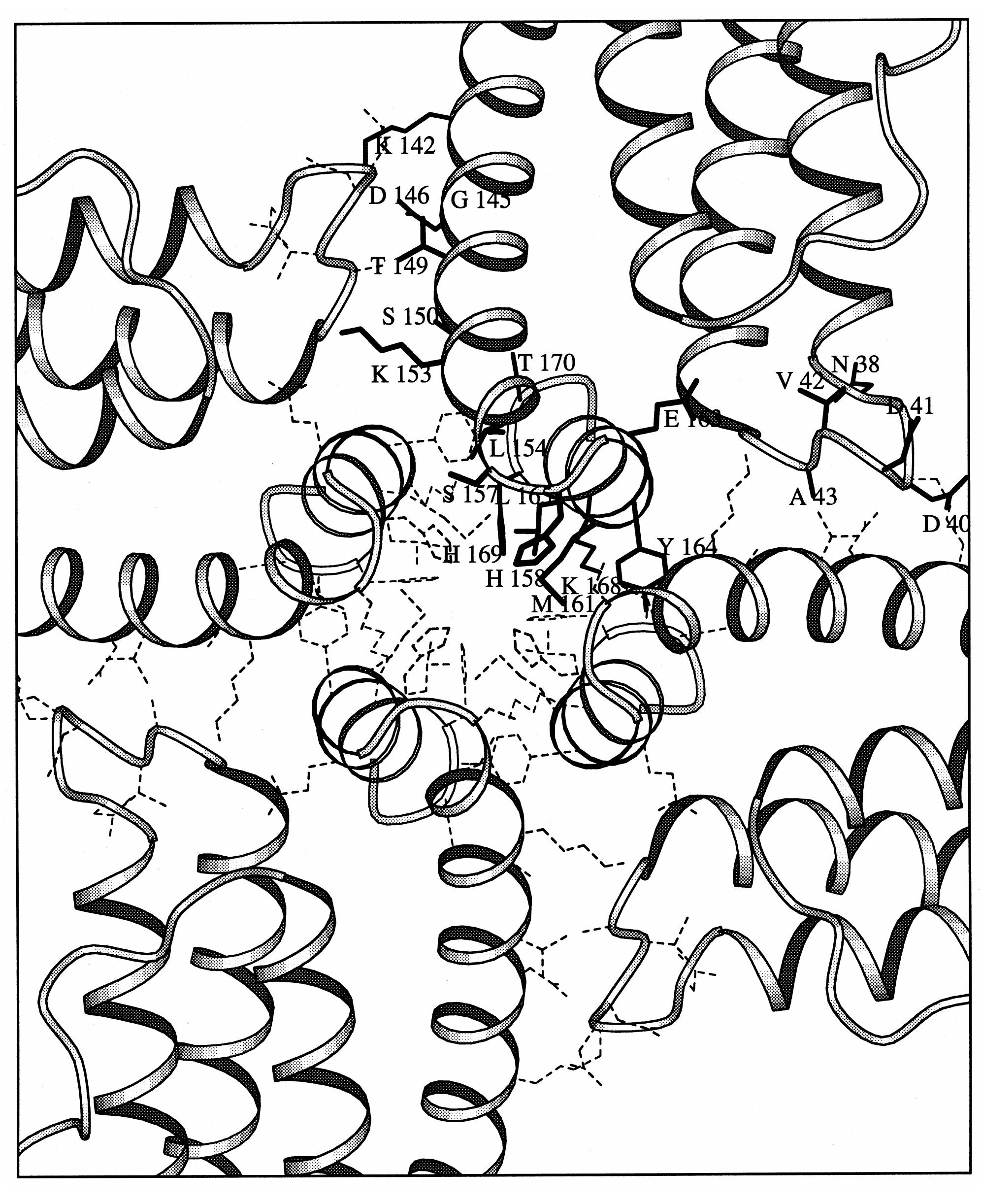 Figure 7 - High Resolution Crystal Structures of Amphibian