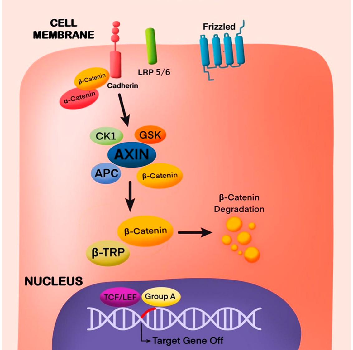 Inactive canonical wnt/b-catenin signaling pathway. cadherin