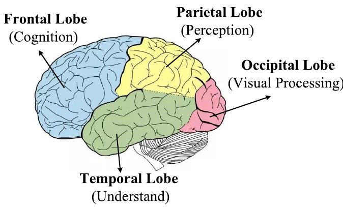 Occipital, temporal, parietal, and frontal lobes are the