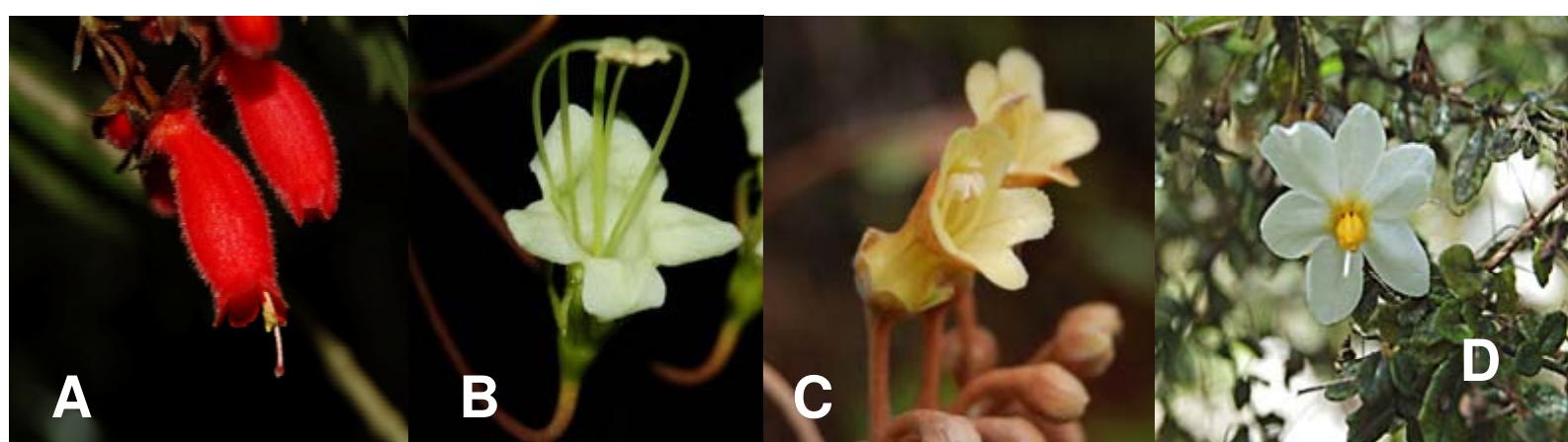 Figure 9 - Evolution of Pollination and Breeding Systems of