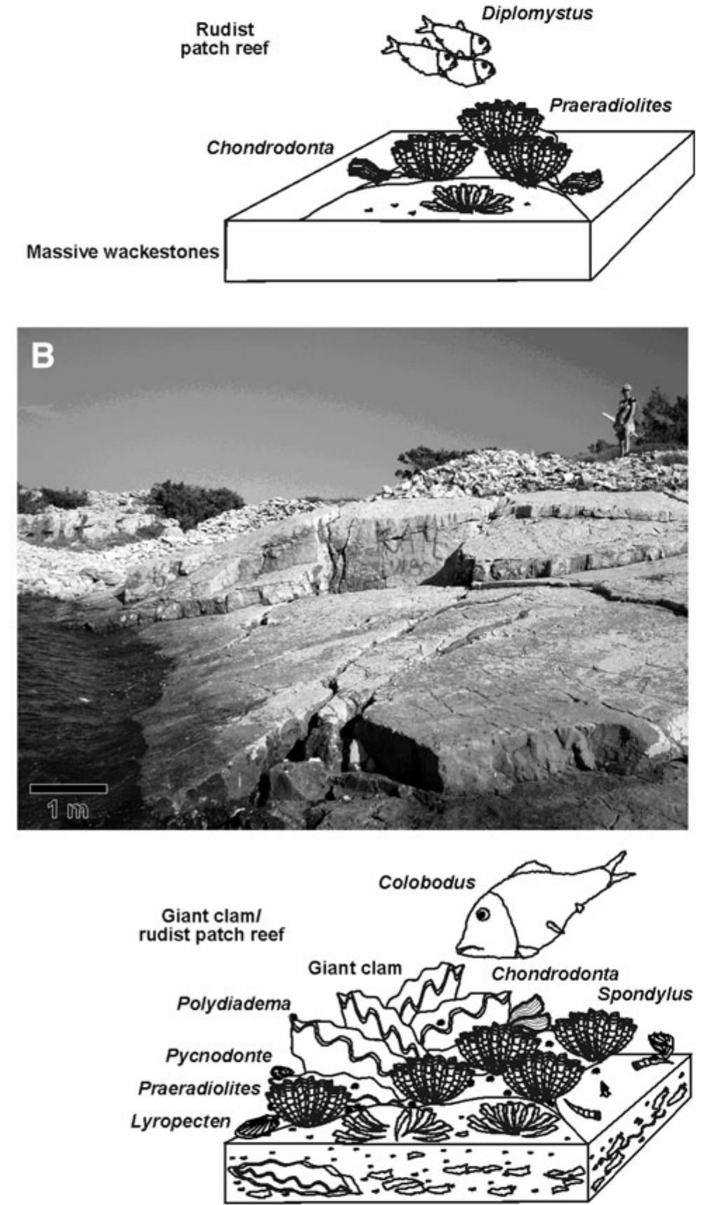 Structure) in cross section. facies models: top