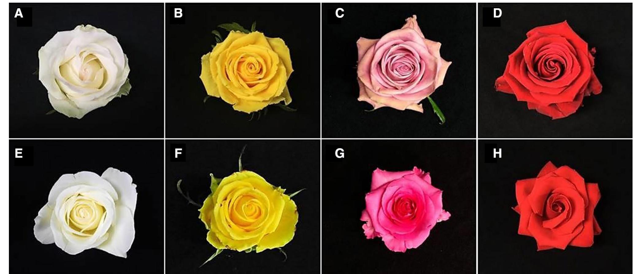 Four petal-color polymorphs of rosa hybrida l. used in this