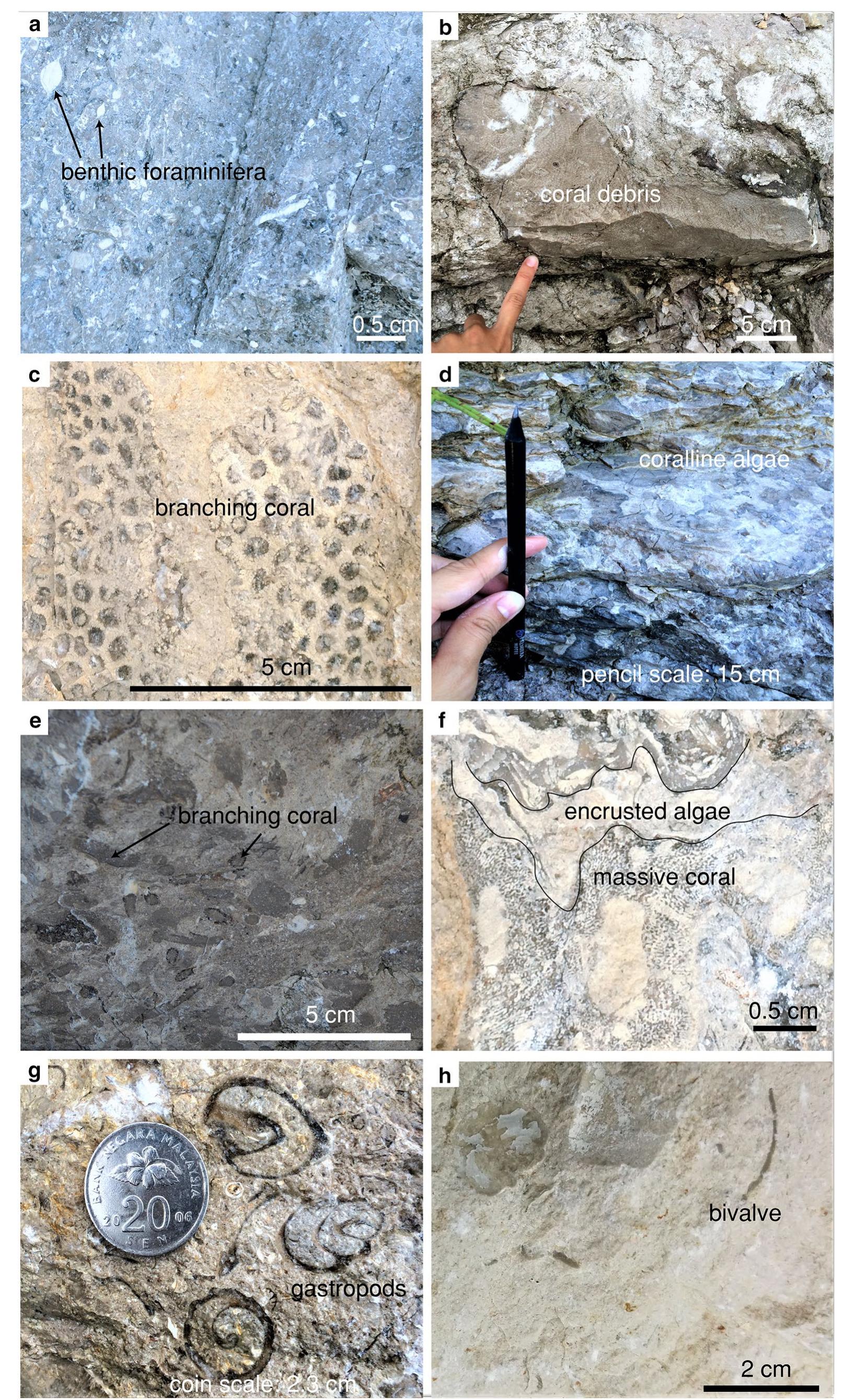 Figure 5 - Facies, depositional environments, and anatomy of