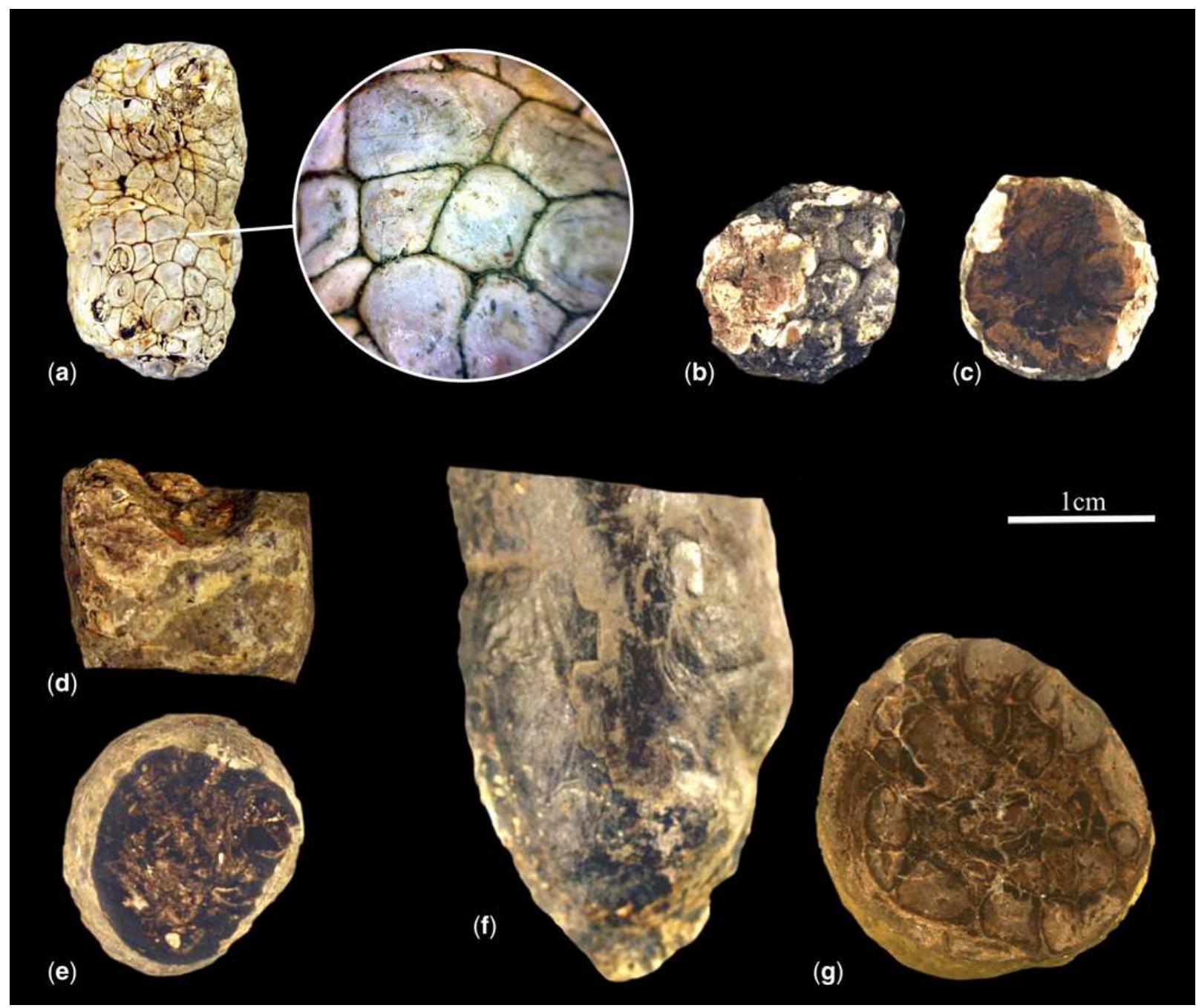 (a) nodular coprolite with an enlarged section of surface