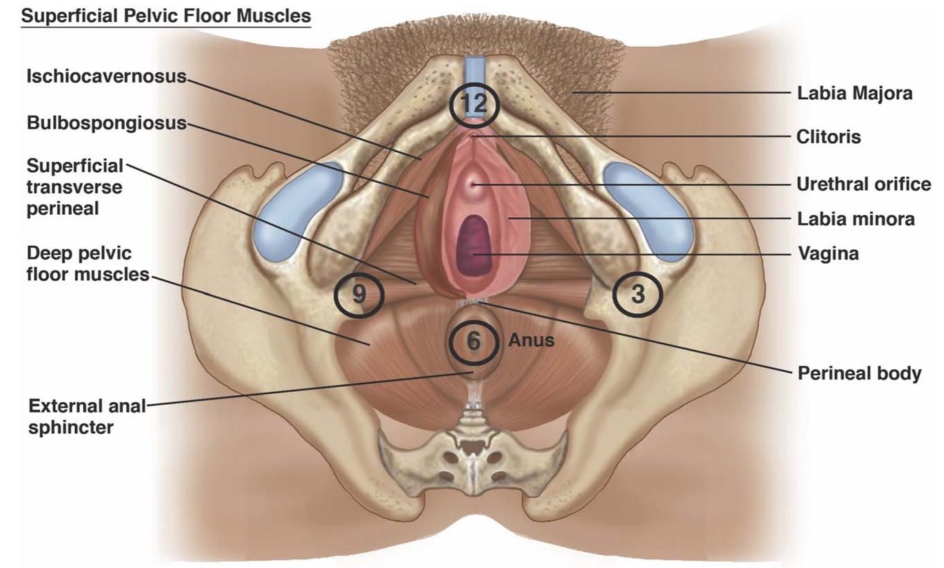 Superficial pfms, including ischiocavernosus,