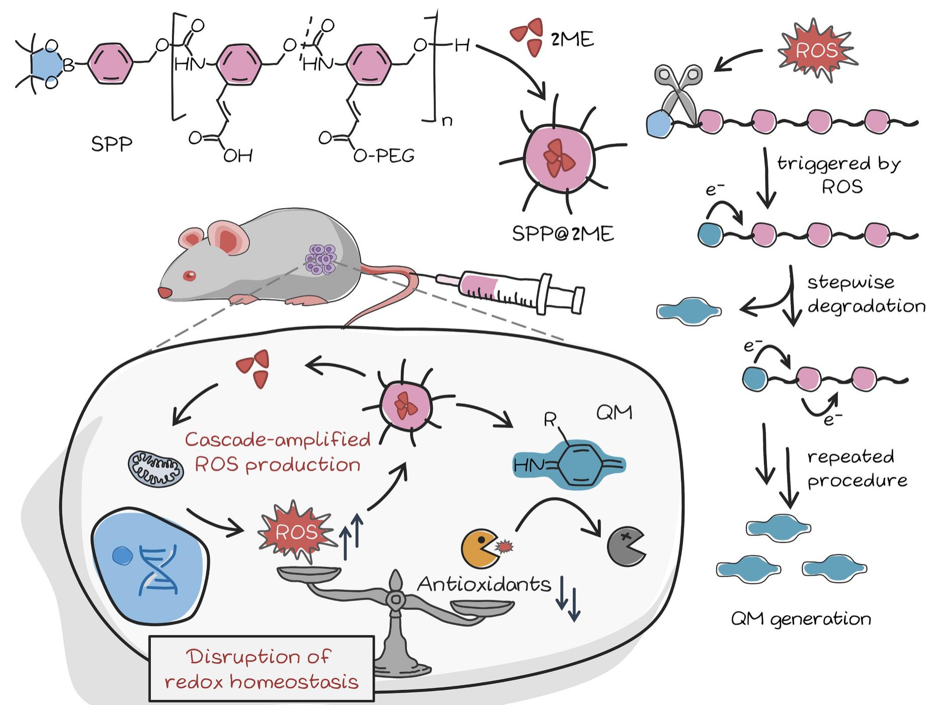 Schematic illustration showing the preparation of the