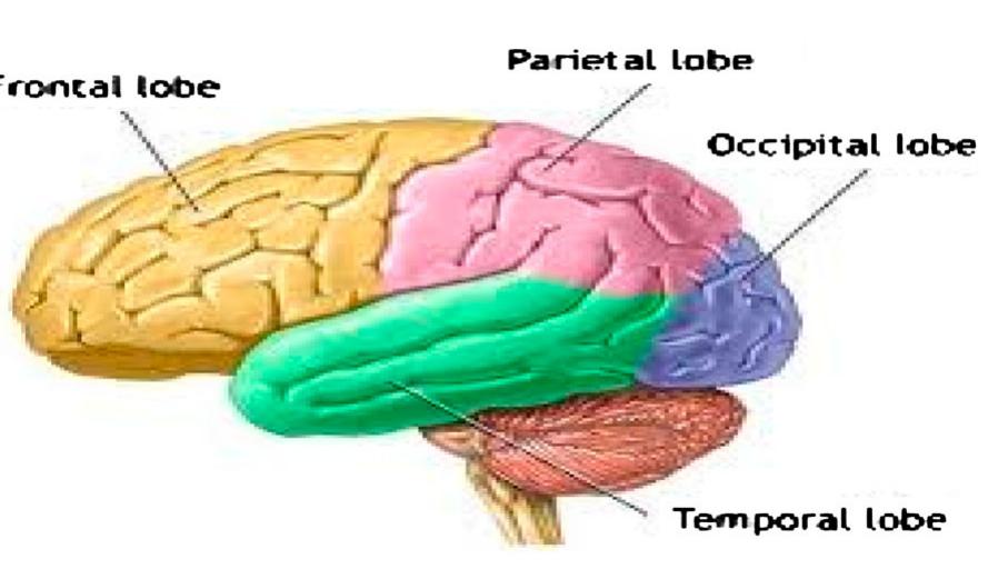 Different parts of the brain. often we have students in our