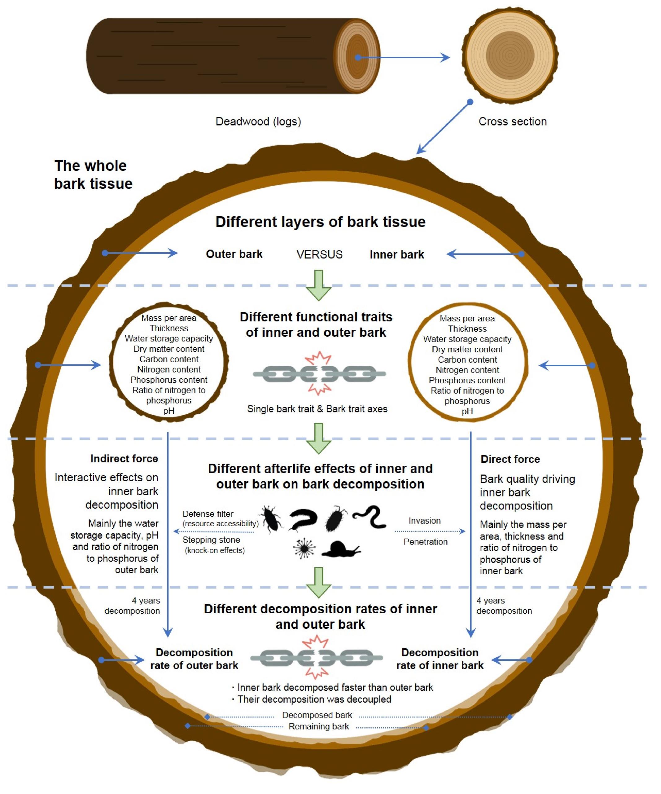 Conceptual illustration of the differences between inner and