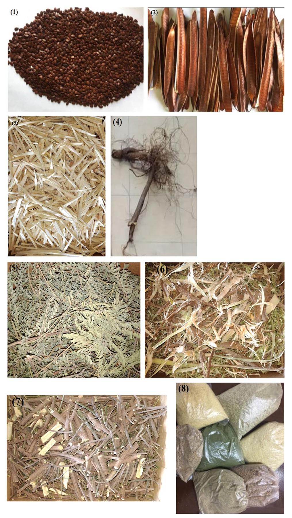 Botanical parts of leucaena leucocephala tree: (1) seeds,