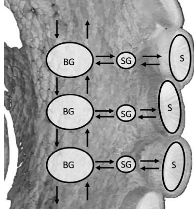 B: this diagram shows the circuitry of the routes of control