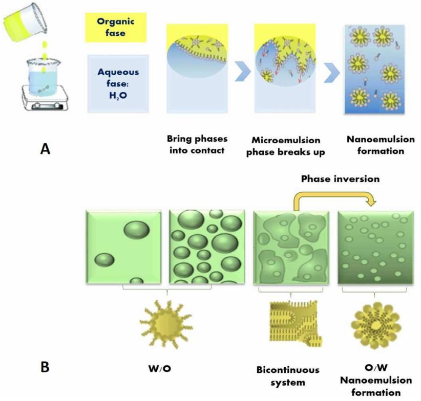Schematic diagram of a potential mechanism for the formation
