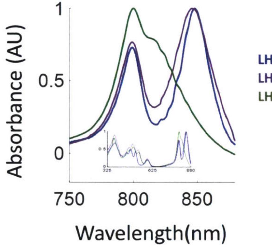 Linear absorption of all proteins showing difference in