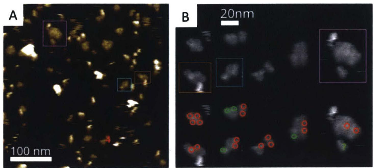 Afm images of discs loaded with two proteins. (a)