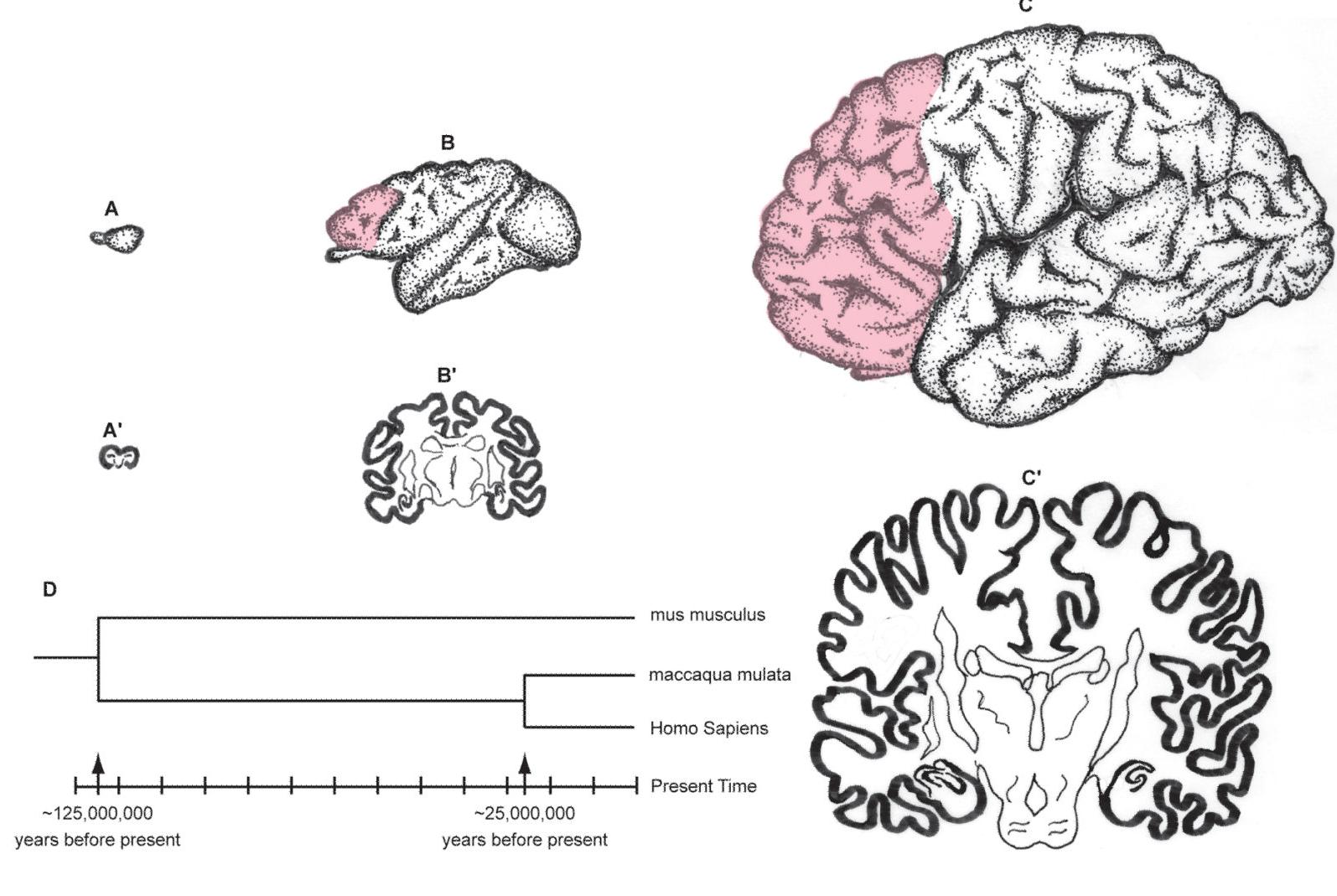 Figure 1 - Evolution of the neocortex: a perspective from