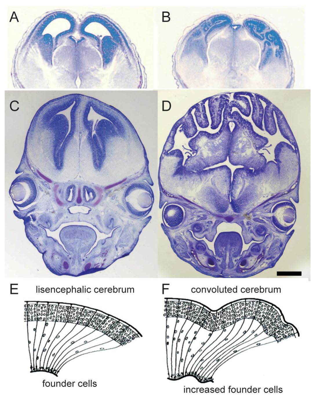 Figure 4 - Evolution of the neocortex: a perspective from