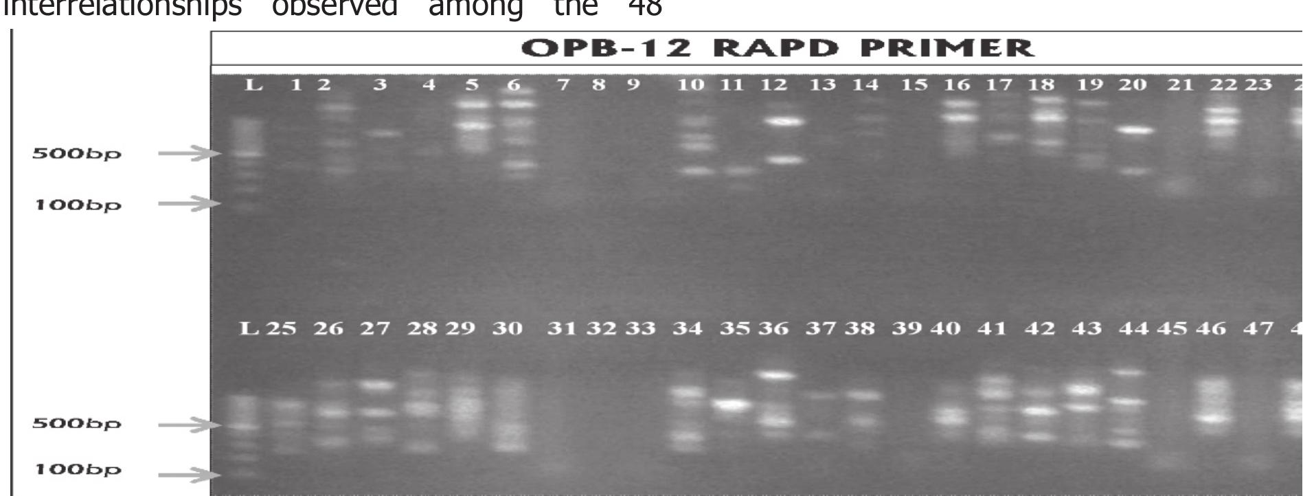 Banding profiles showing 48 auricularia genotypes using rapd