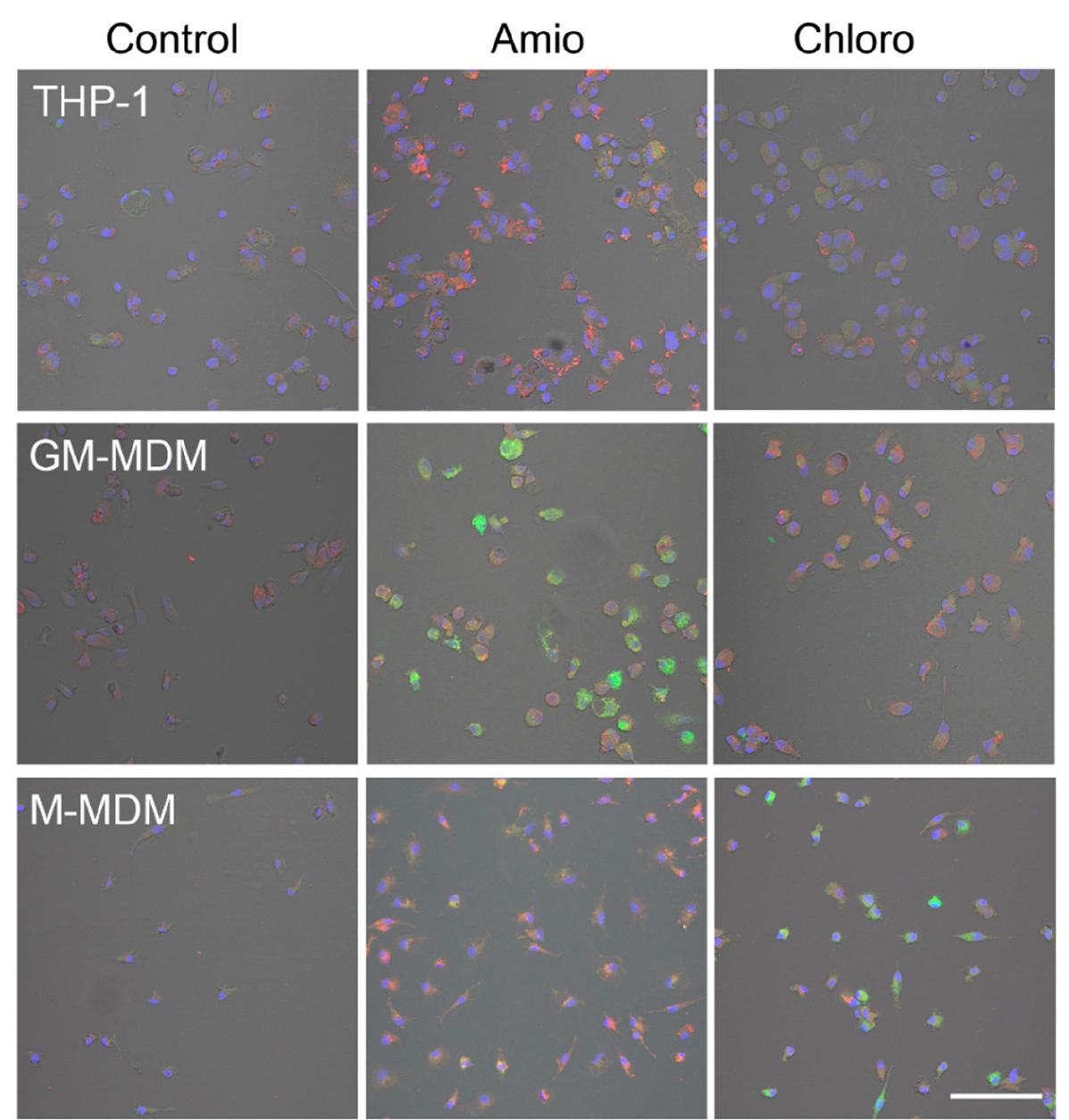 Staining of thp-1, m1 macrophages (gm-mdm), and m2