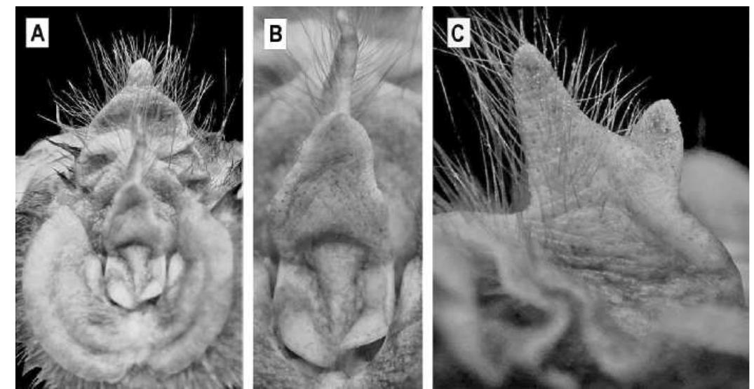 Fic. 5.—a) frontal view of the nose leaf of rhinolophus