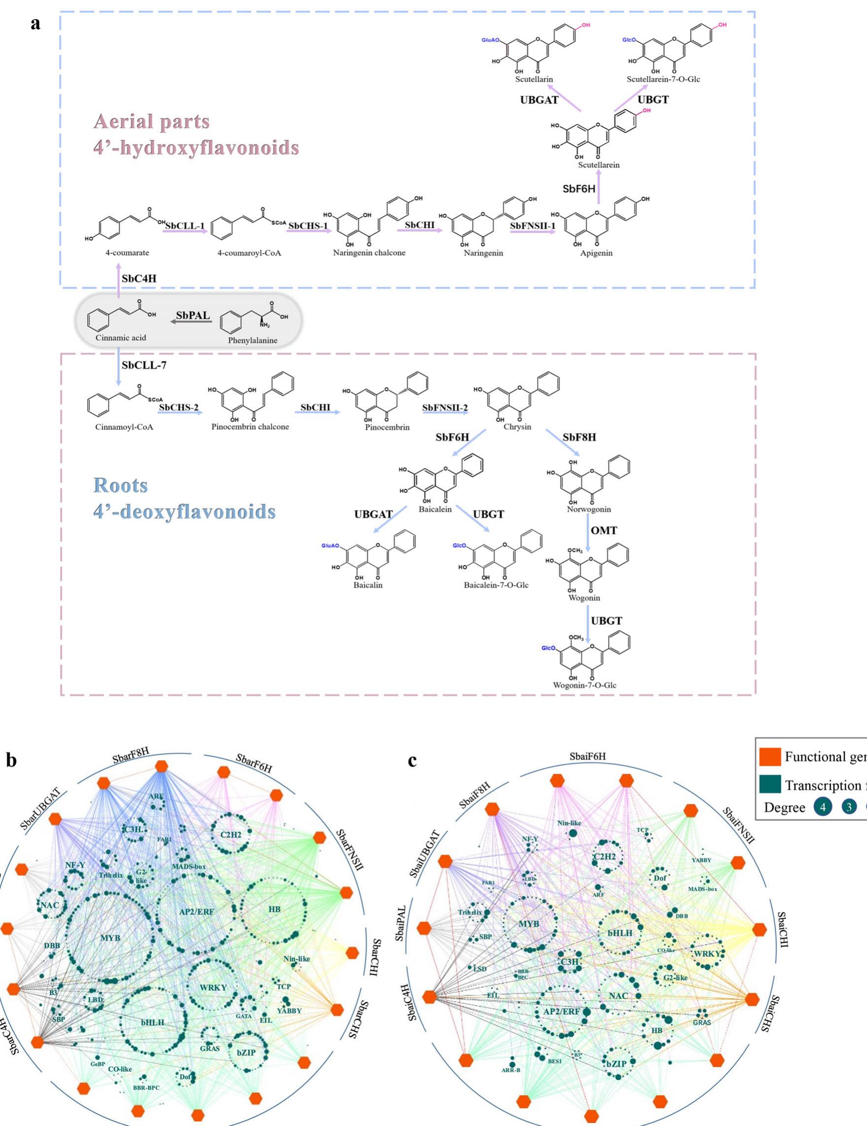 Biosynthesis and regulation of flavonoids from scutellaria.