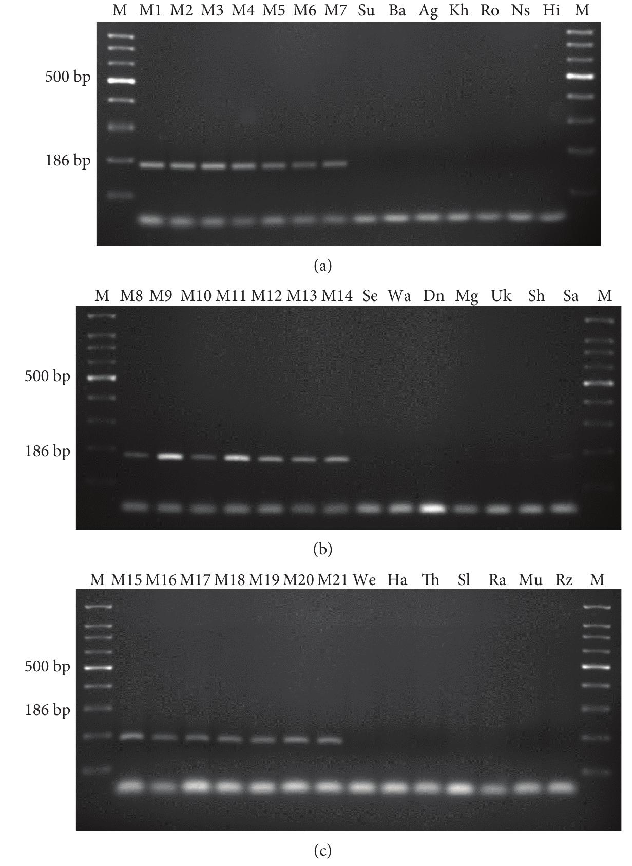 Ficure 3: scar marker analysis using scar primers showed the
