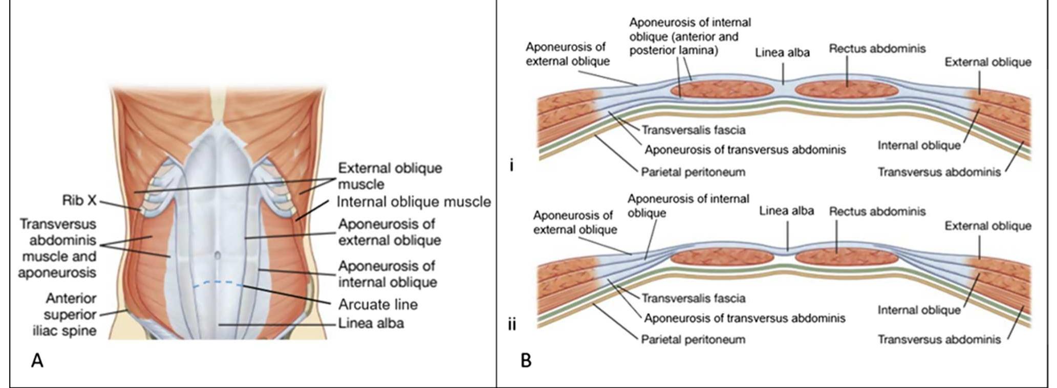 Anatomy of the abdominal wall. a. anatomy of the abdominal