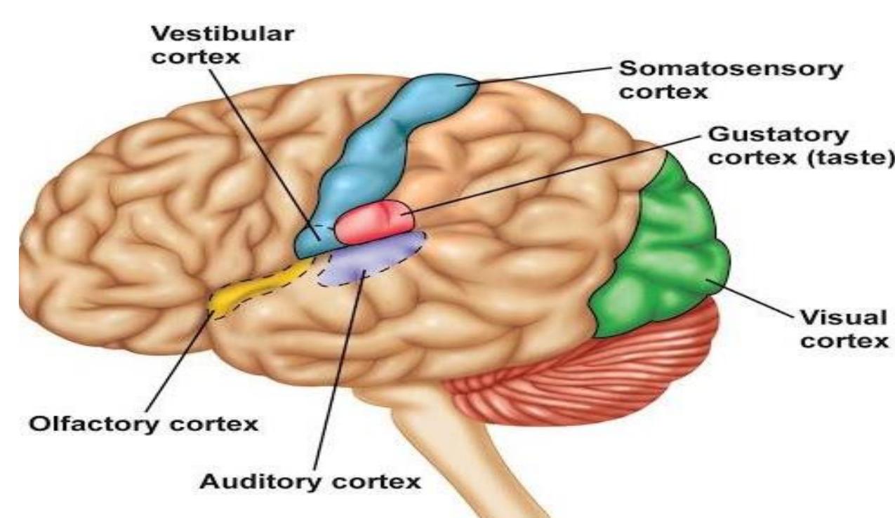 Let us, first, see brain location for the processing of the