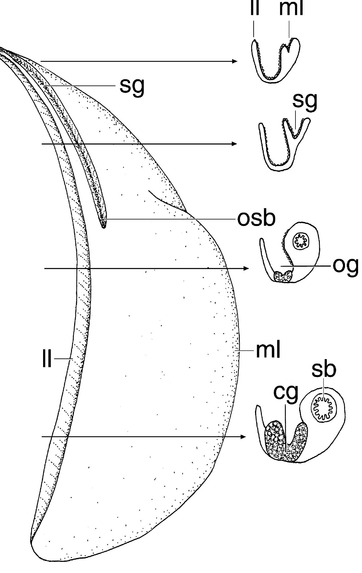 Schematic reconstruction of the pallial gonoduct of b.
