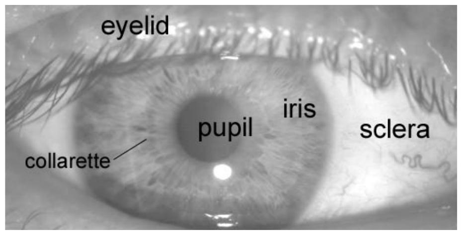 A sample image of an eye with different parts defined the
