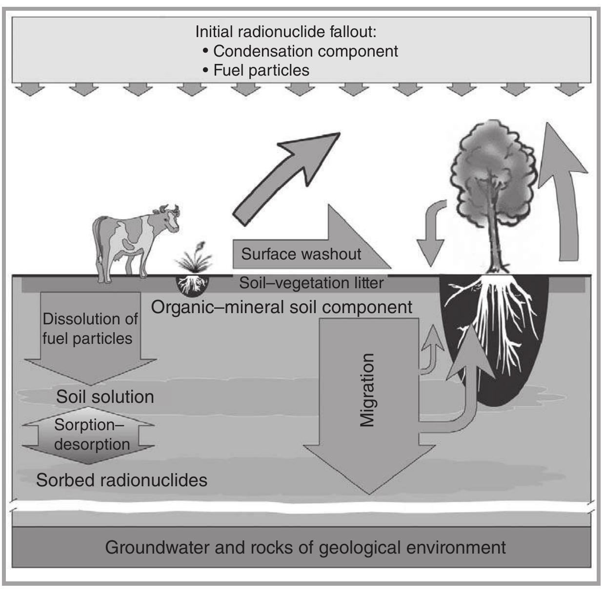 24.3 main transfer pathways of radionuclides in the