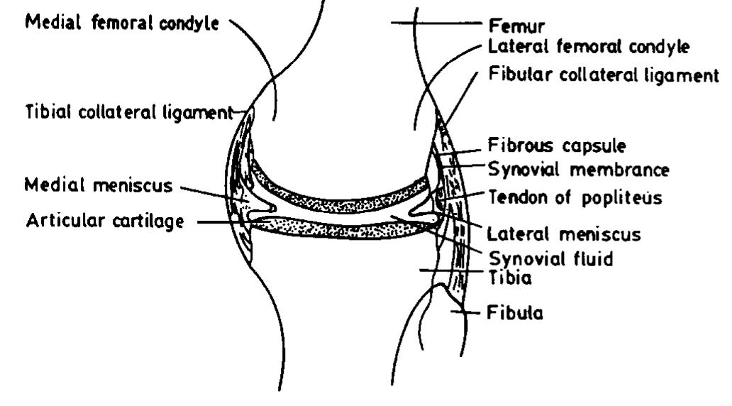 A schematic diagram of a knee joint