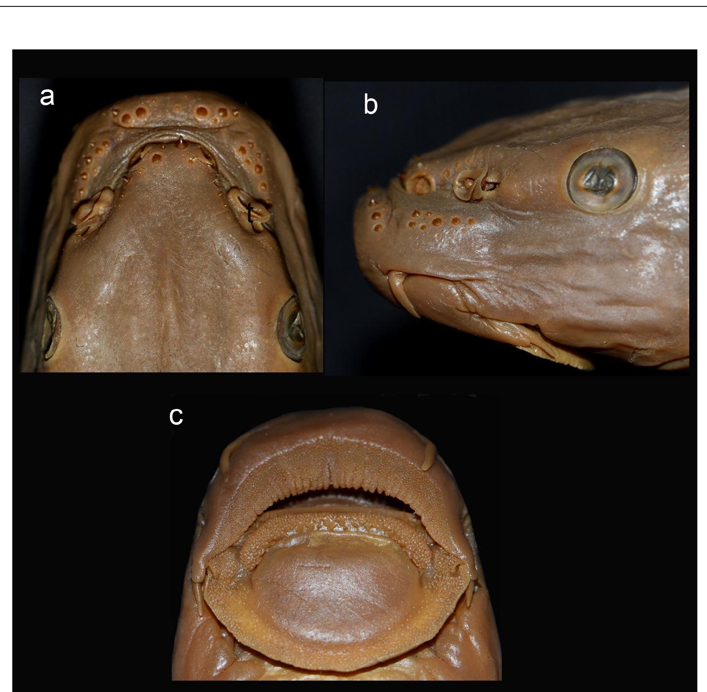 Figure 7 - Garra simbalbaraensis, a new species of cyprinid
