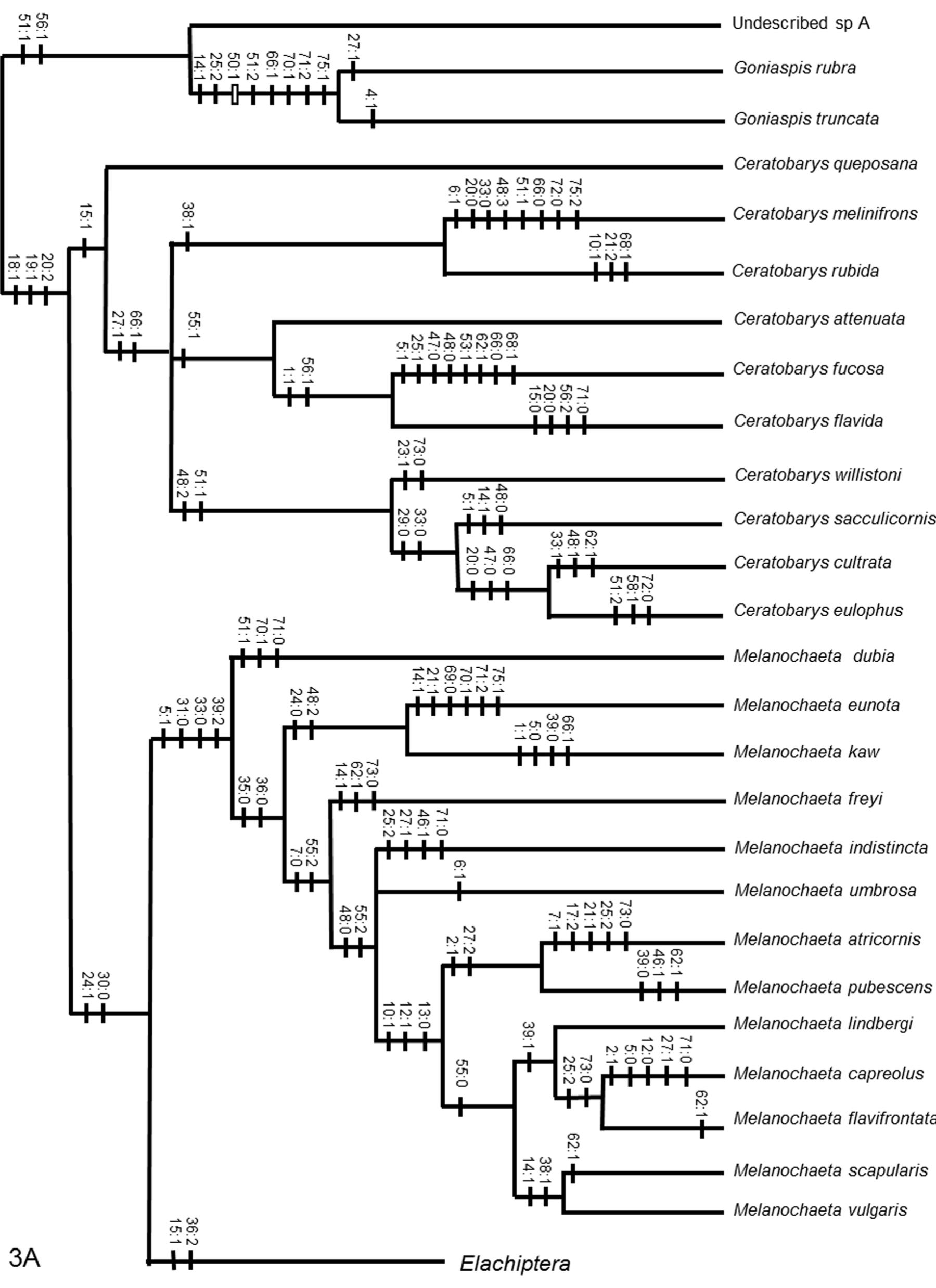 Figure 5 - Phylogeny and revised classification of the tribe