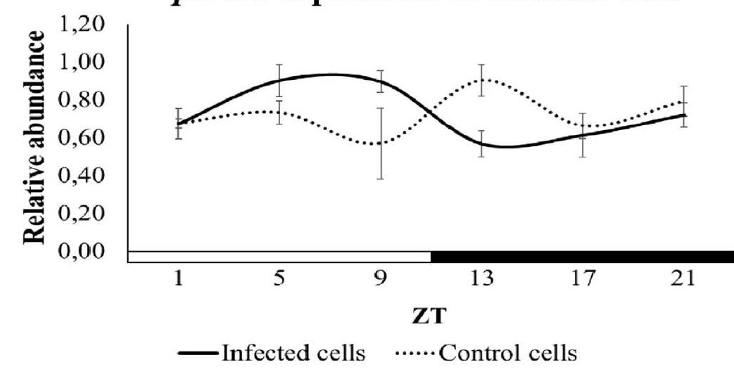 Circadian expression profile of period gene by qpcr. the