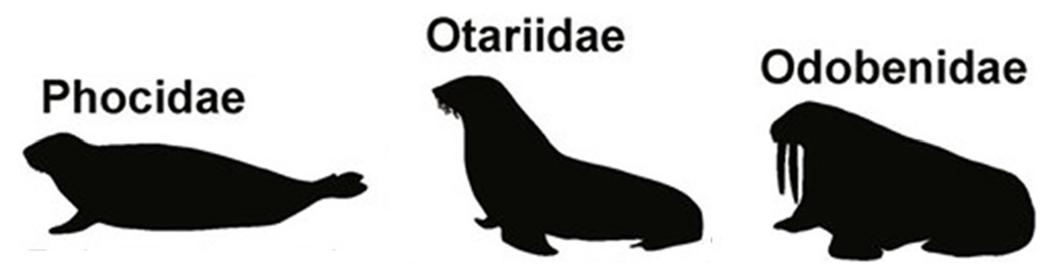 Schematic representation of the body shape of each group of