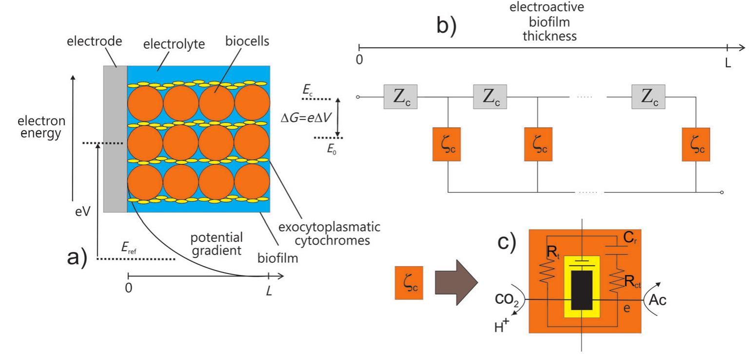 A) schematic representation of the biofilm’s microscopic
