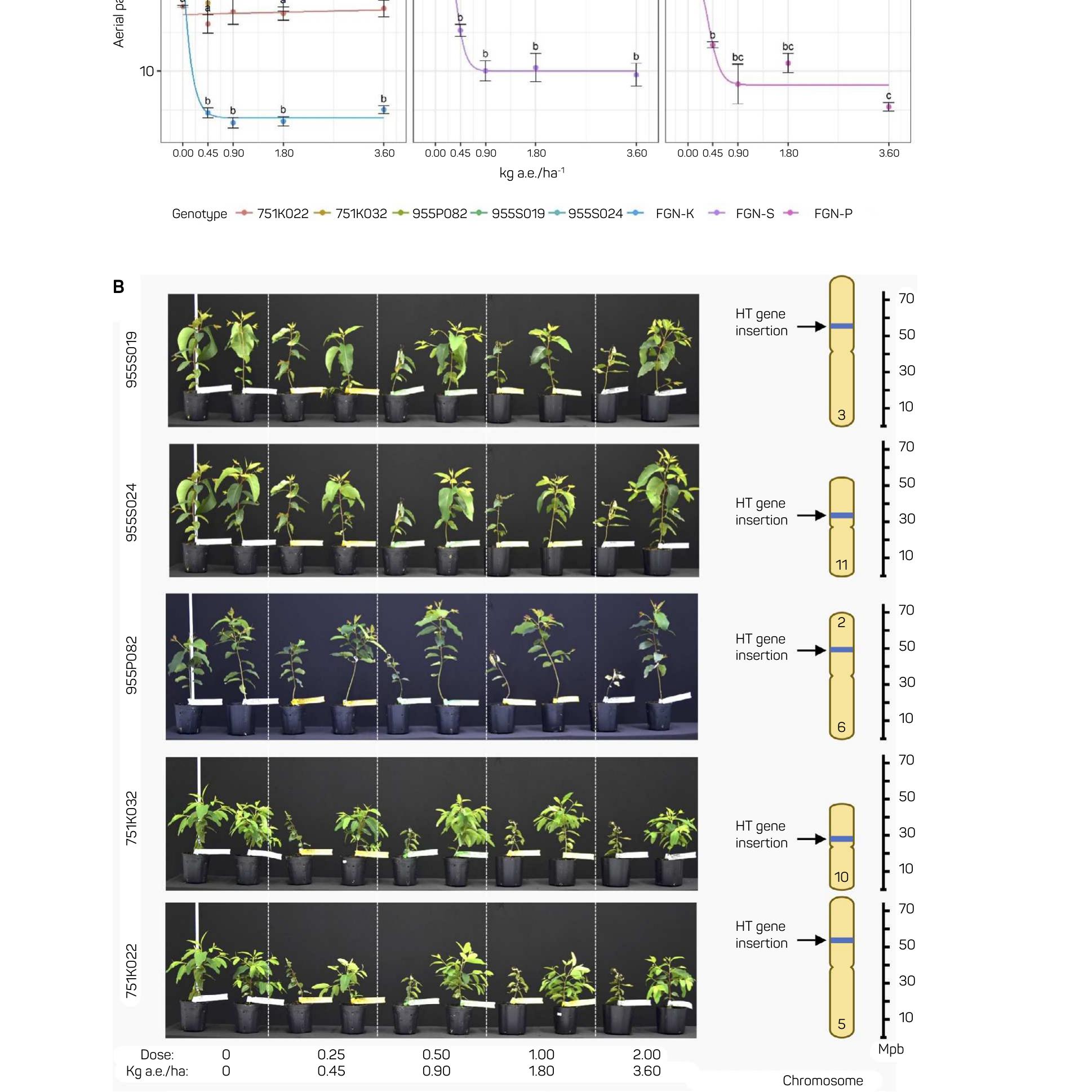 - glyphosate tolerance and genomic insertion sites. five
