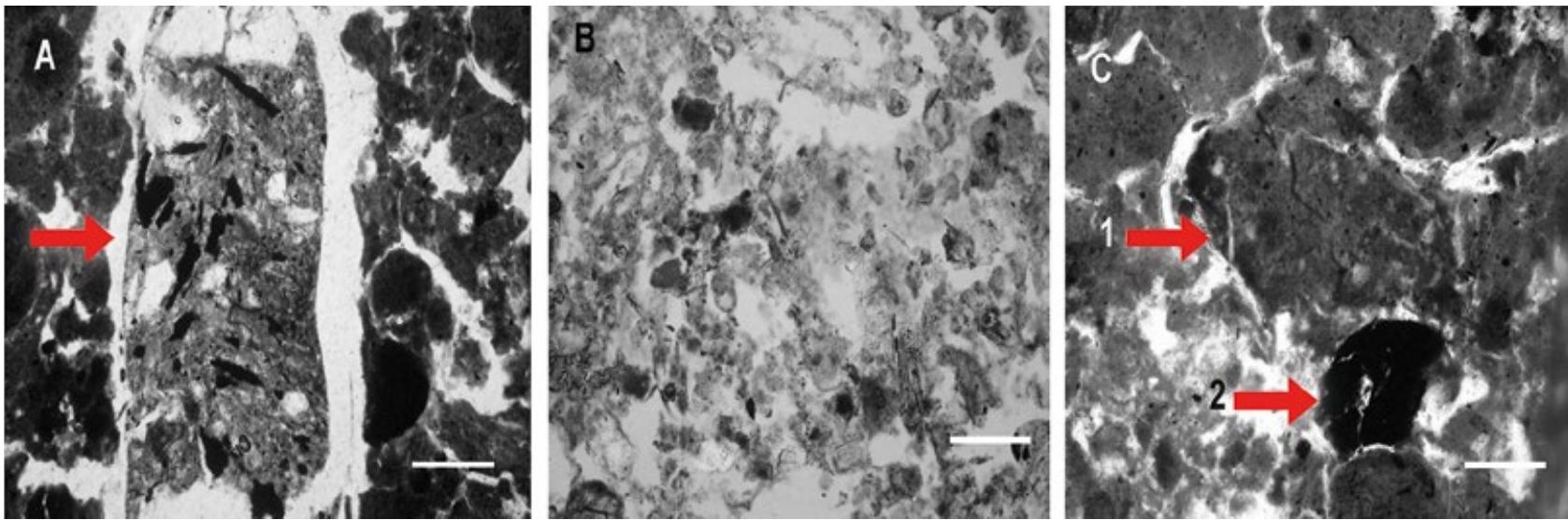 5 sample thin sections from callao cave. callao 3 was taken