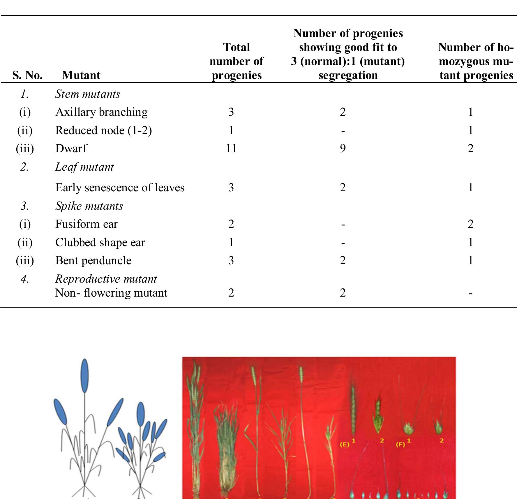 Segregation pattern of eight different types of mutants in