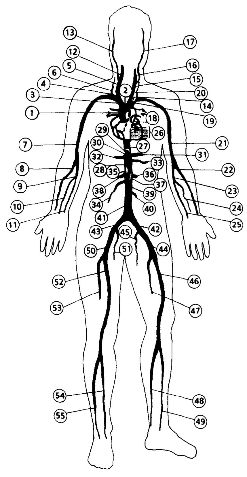 Model of the human arterial system.