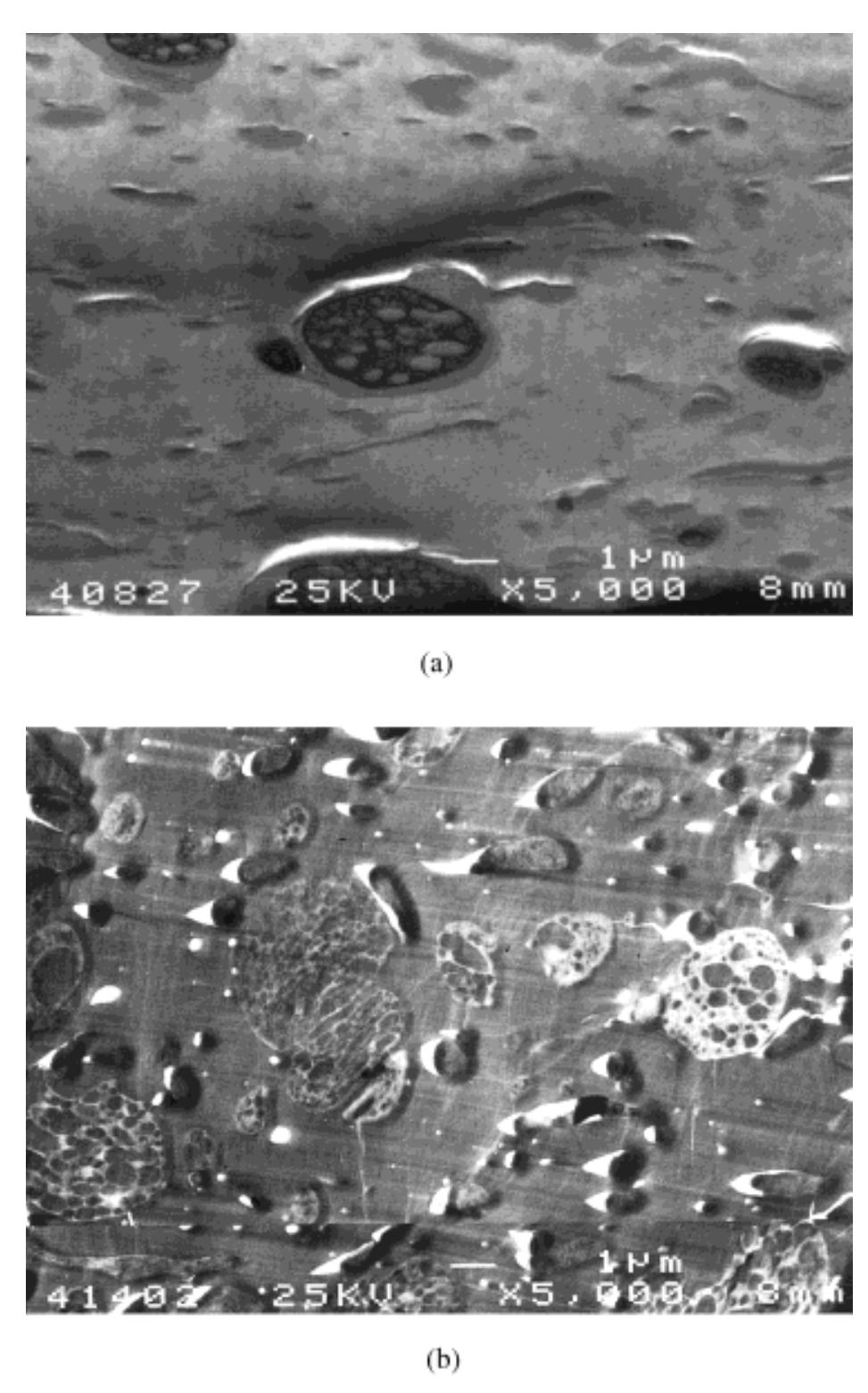 Stem pictures of the phase structure of hdpe/hips blends