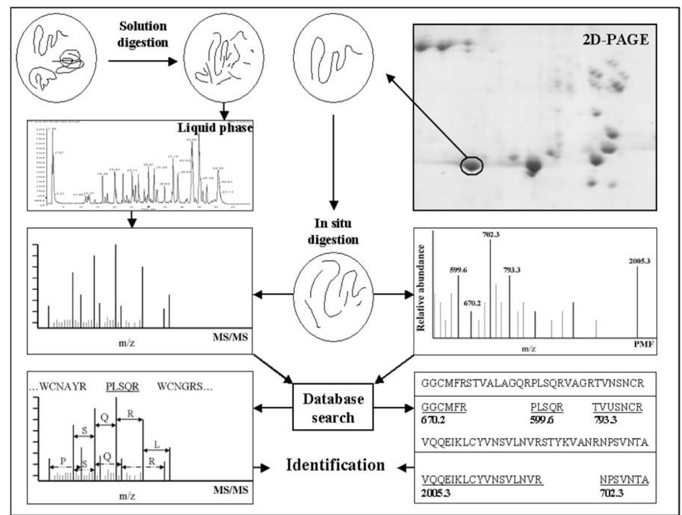 Schematic representation of protein identification by ms for