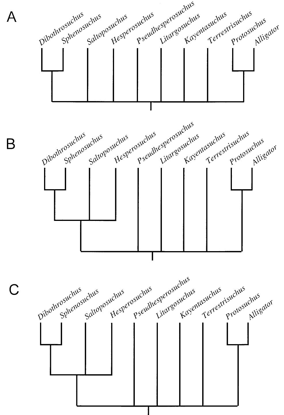 Figure 6 - Two new basal crocodylomorph archosaurs from the