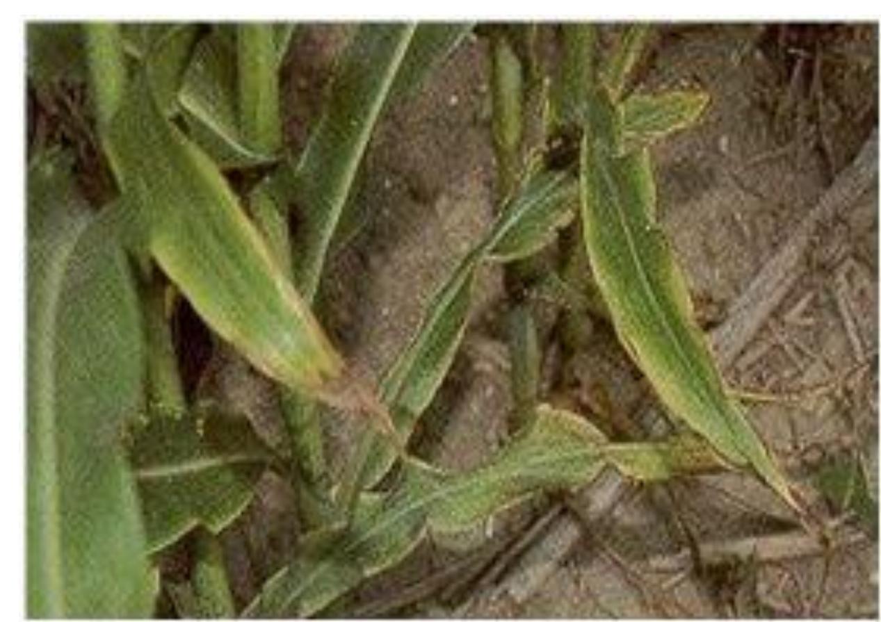 Potassium deficiency symptoms in corn