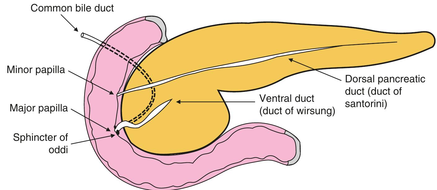 (PDF) Physiology of the Pancreas